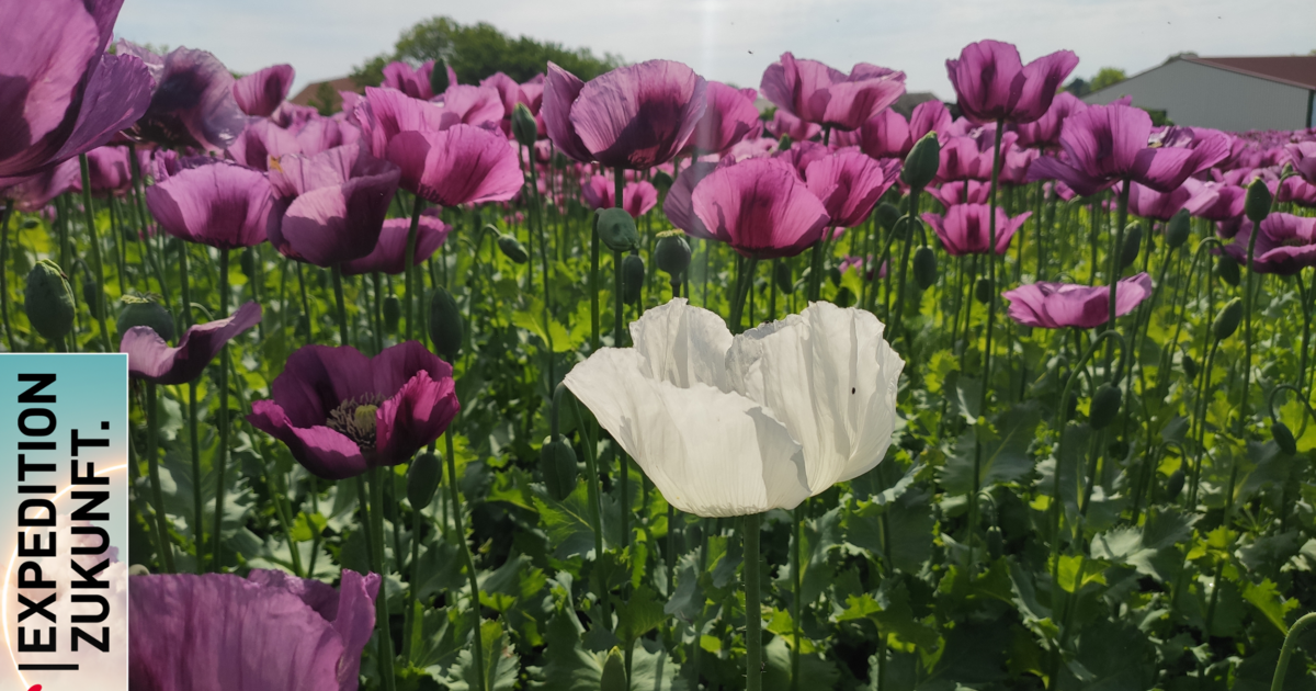 Automation of plant assessment and visual classification of plant test ...